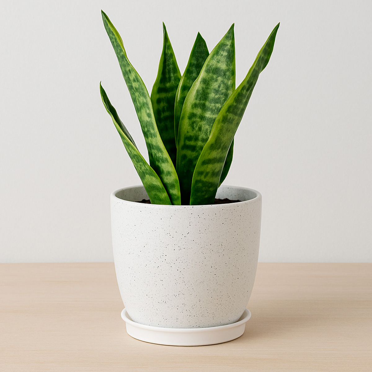 Maceta Funcional y Decorativa con Diseño de Puntos, de 19 x 17cm con ...